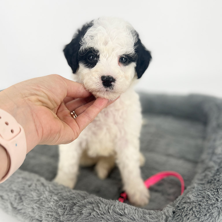 What are the Sheepadoodle sizes and breed standards? - Double U Doodles ...