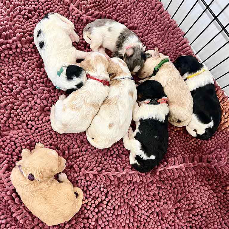 What are the Sheepadoodle sizes and breed standards? - Double U Doodles ...