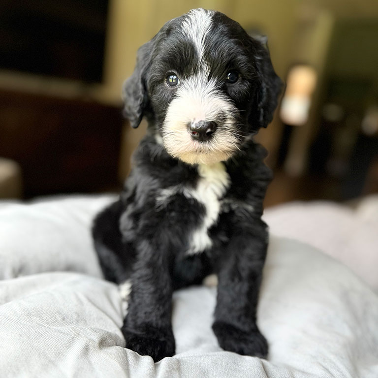 What are the Sheepadoodle sizes and breed standards? - Double U Doodles ...