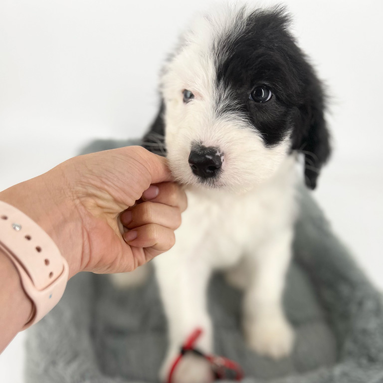Full Grown Mini Sheepadoodle Sizes