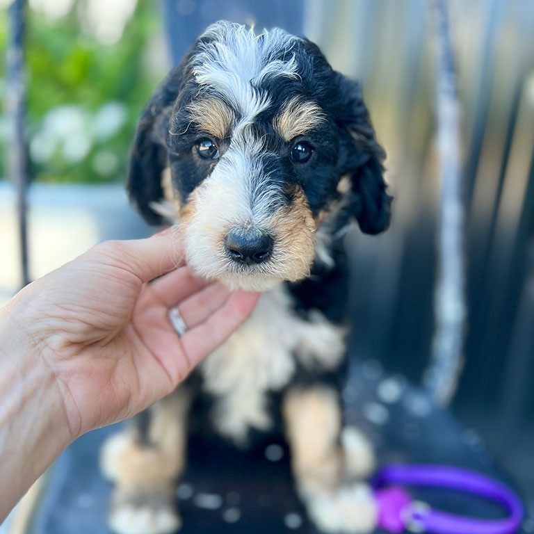 How Big Do Mini Bernedoodles Get? A complete Guide to Mini Bernedoodle Sizes