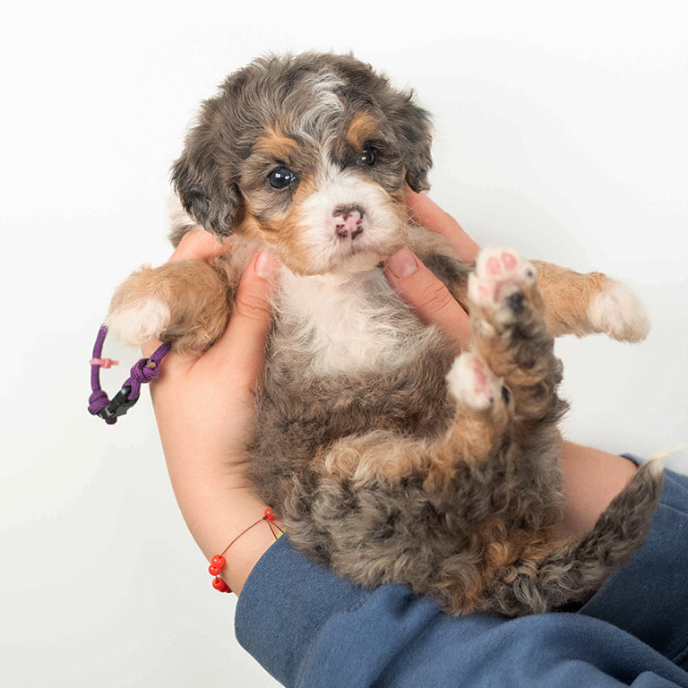 How To Train A Mini Bernedoodle Puppy A Breeder S Step By Step Guide