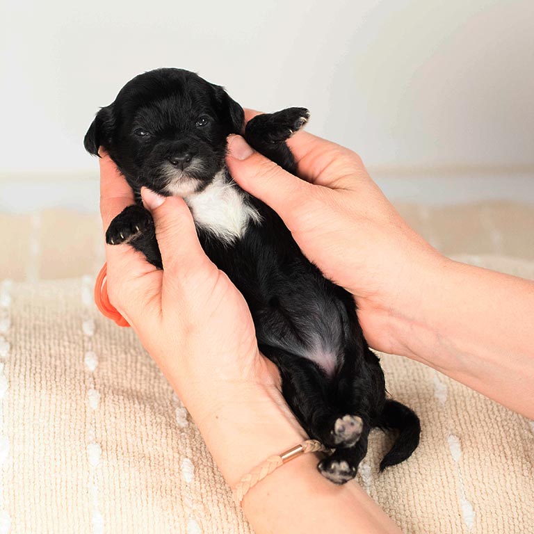 Black Sheepadoodle Guide: Traits, Size & Care Tips