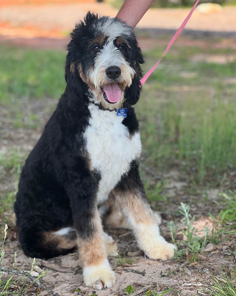 What Is an F1 Bernedoodle? - Double U Doodles, LLC