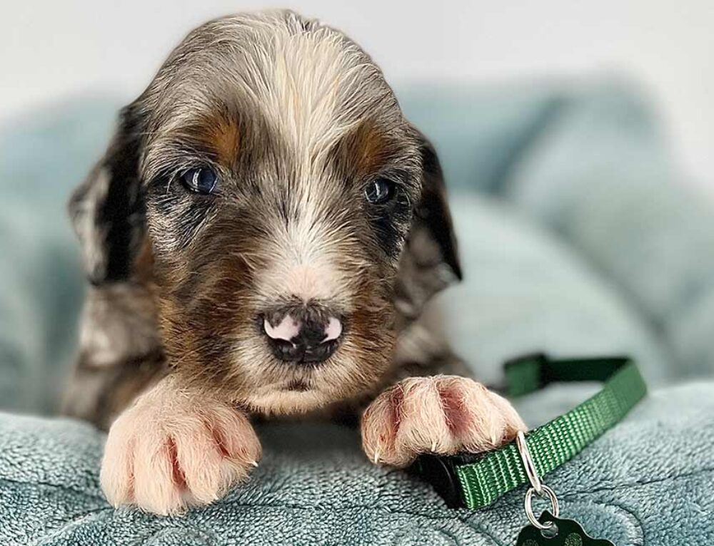 Mini Bernedoodle Magic: Everything You Need to Know About This Adorable ...