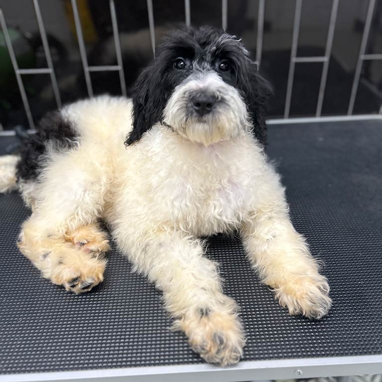 Why Do Dogs Dream? Understanding Canine Sleep Science