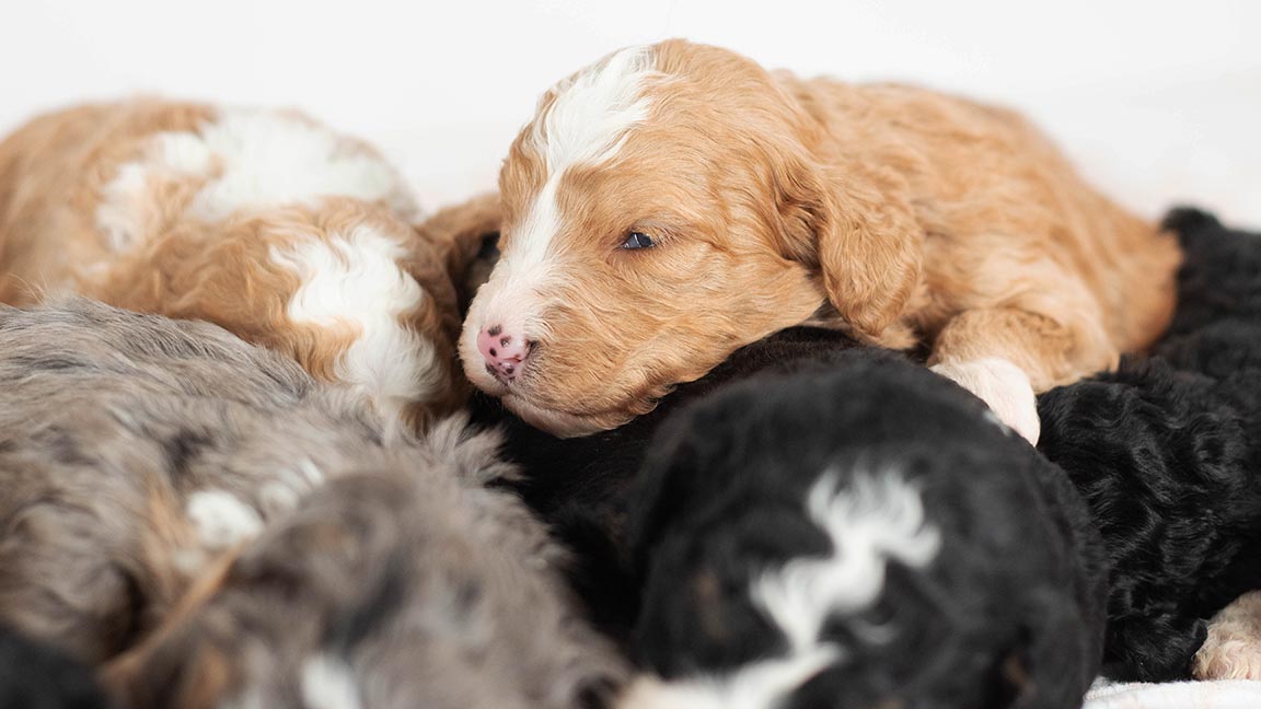 Why Do Dogs Dream? Understanding Canine Sleep Science