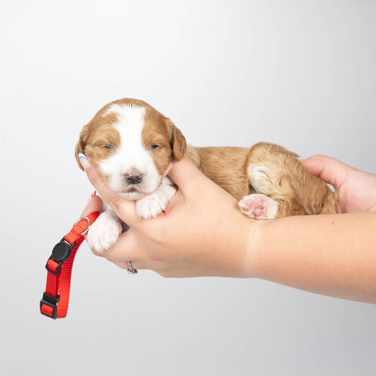 Mini Goldendoodle Puppies - Double U Doodles, LLC
